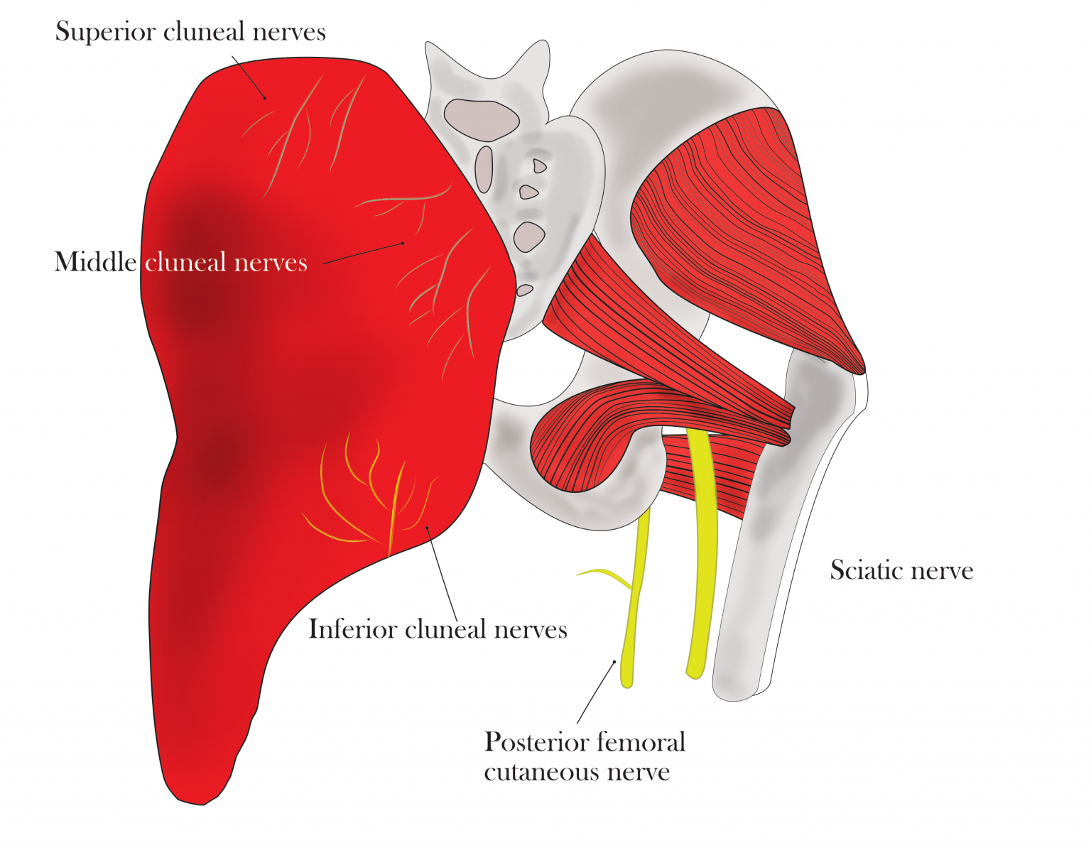 Does Cluneal Nerve Entrapment Really Cause Back Pain? - Massage ...