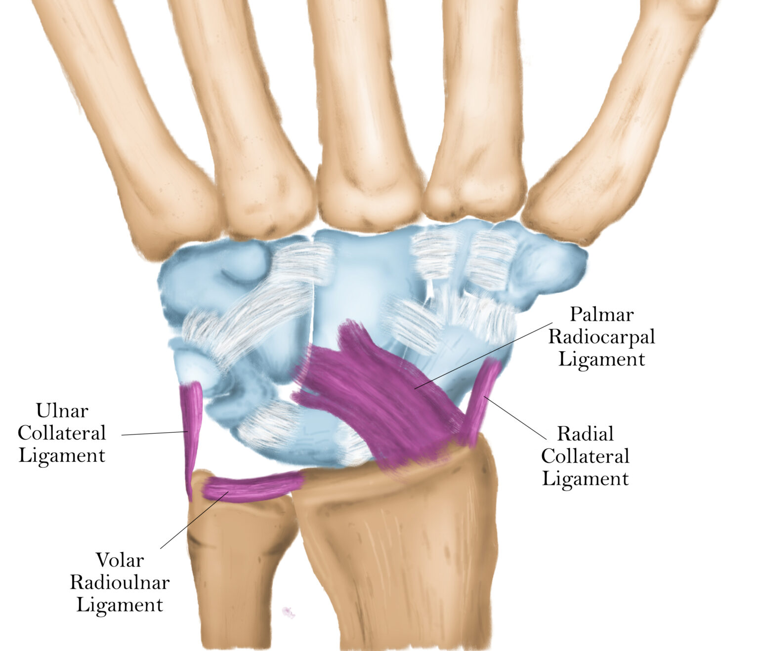 Wrist Ligaments Anatomy And Injuries Massage Fitness Magazine